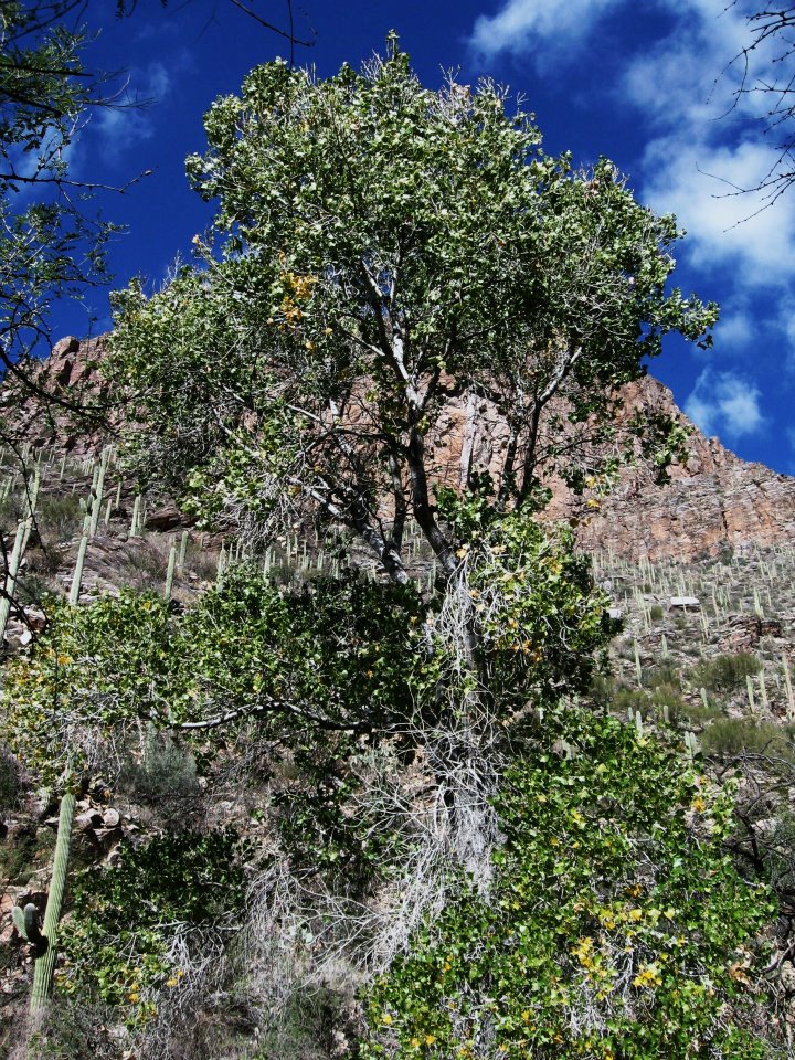The Shade of the Cottonwood Tree – Rehabbing Rain